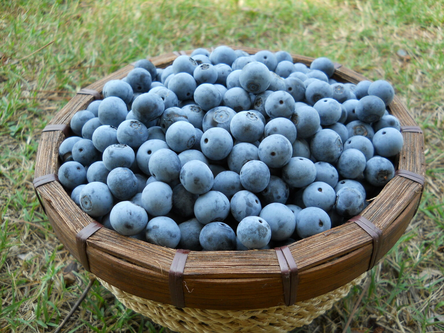 Swift Creek Berry Farm